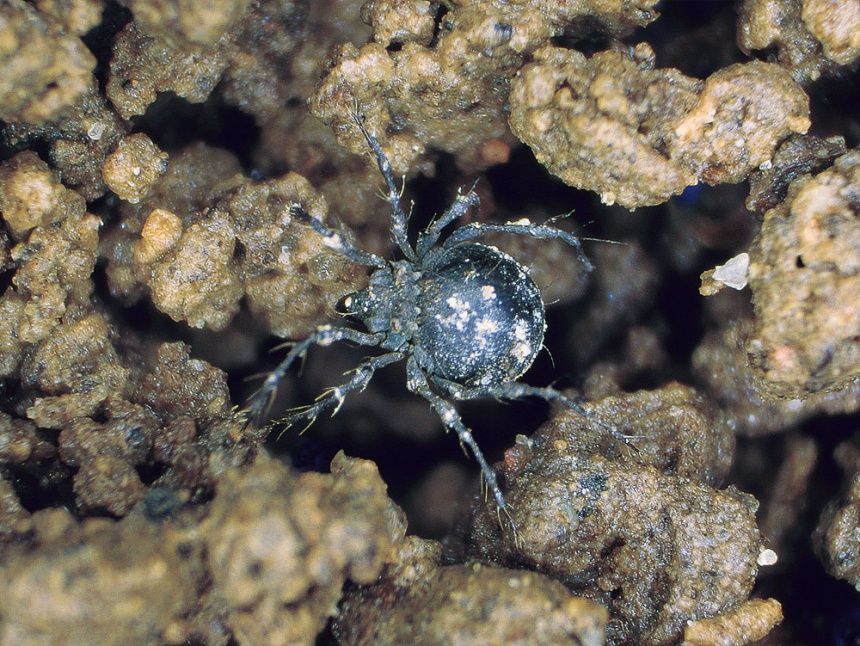 Les acariens prédateurs - La Preuve par le Slip